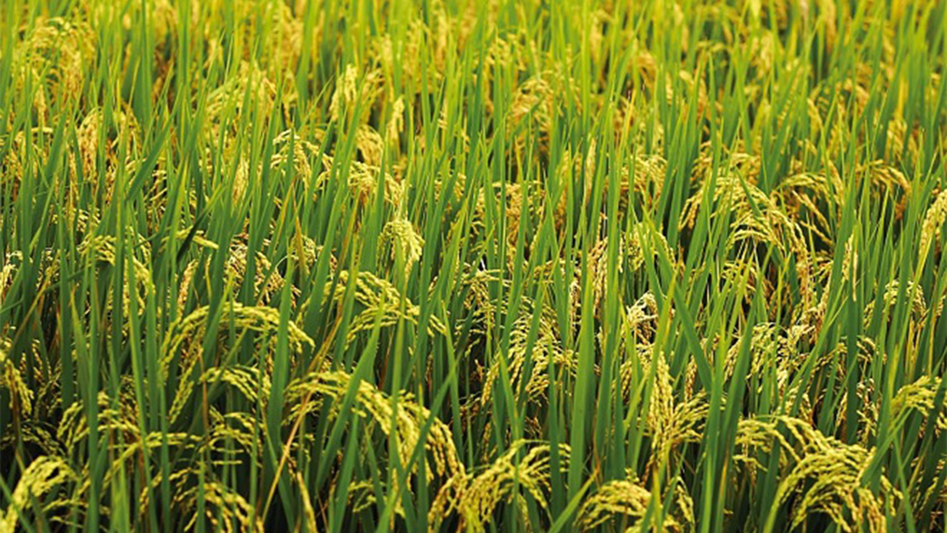 Boro paddy in heat shock