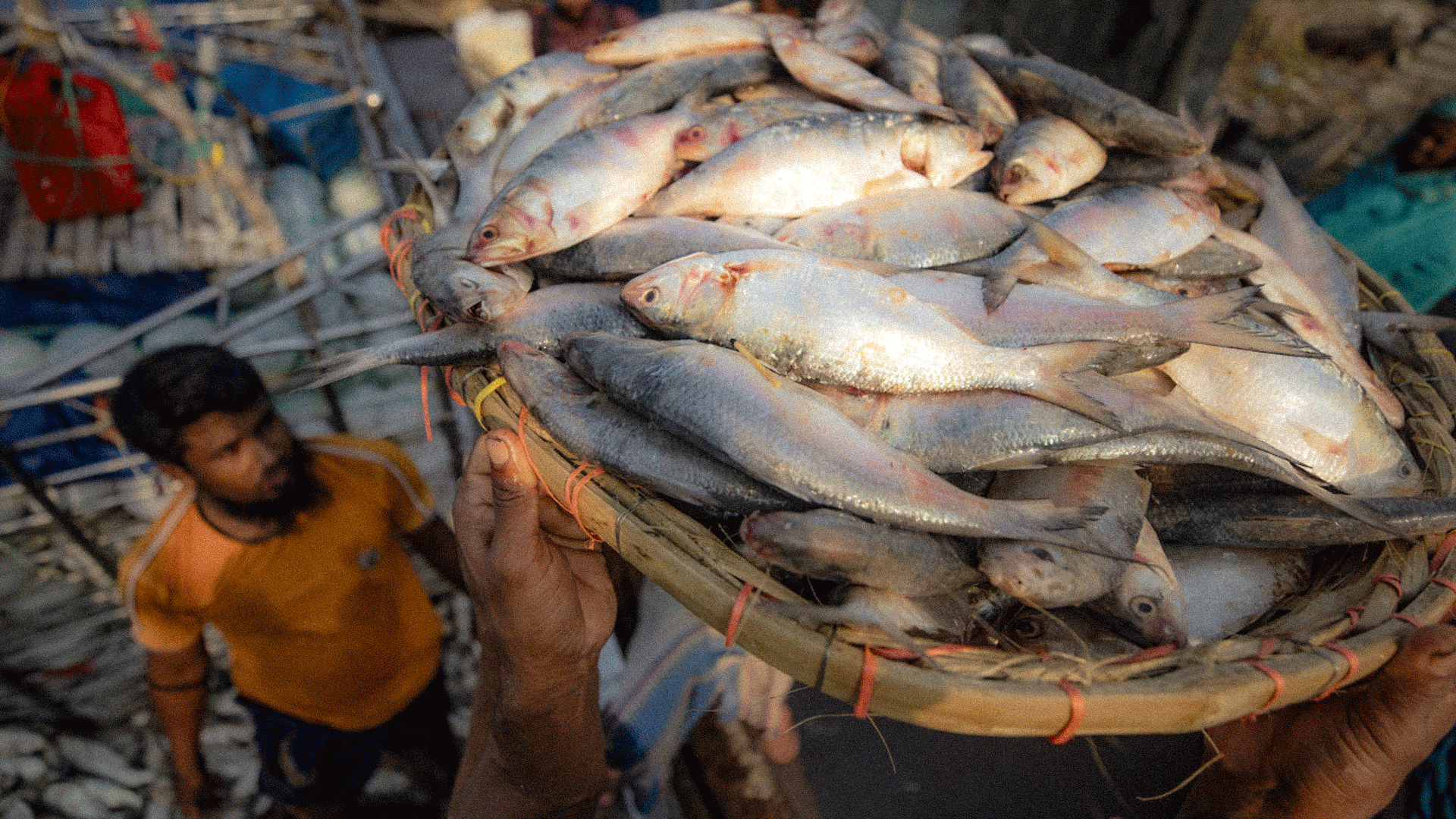 Why Hilsa being exported to India
