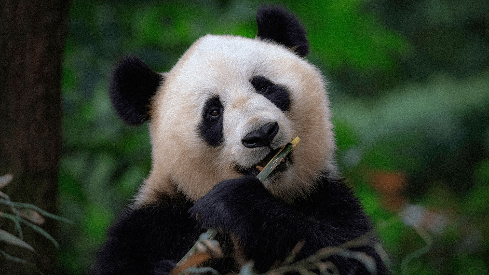 Animals that came back from the brink of extinction