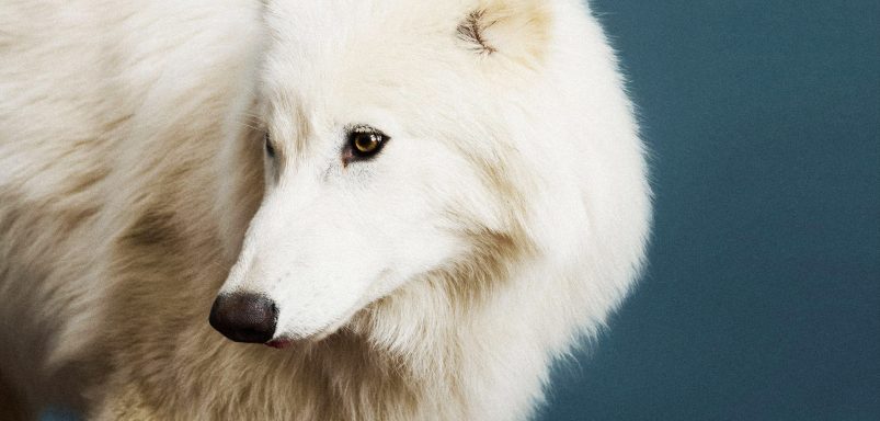How scientists revived the dire wolf through de-extinction