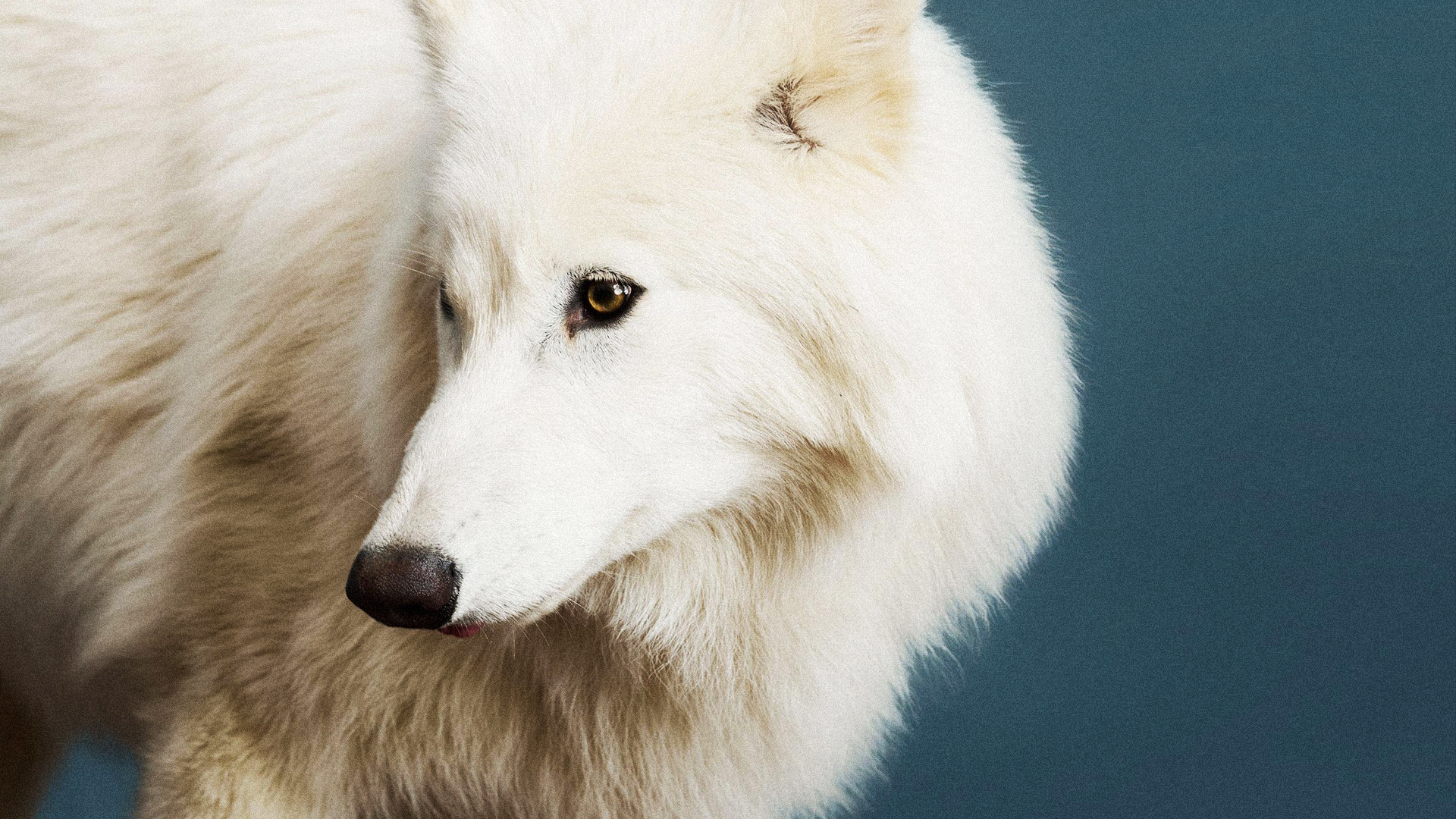 How scientists revived the dire wolf through de-extinction