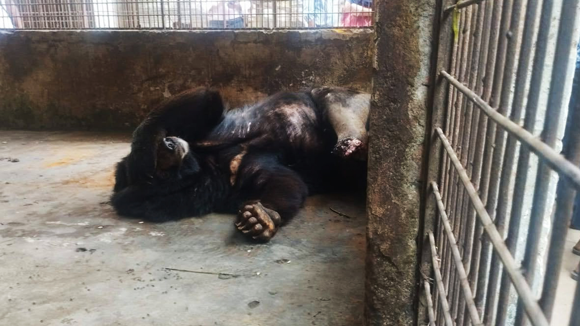 Sick bear in viral video rescued, mini zoo shut — what we know so far
