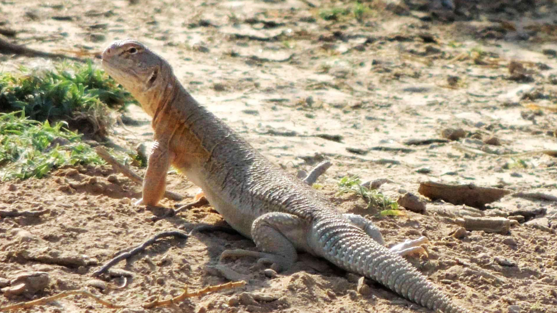 What is ‘Kofiler Shanda’: How lizards are turned into delicacies in ...