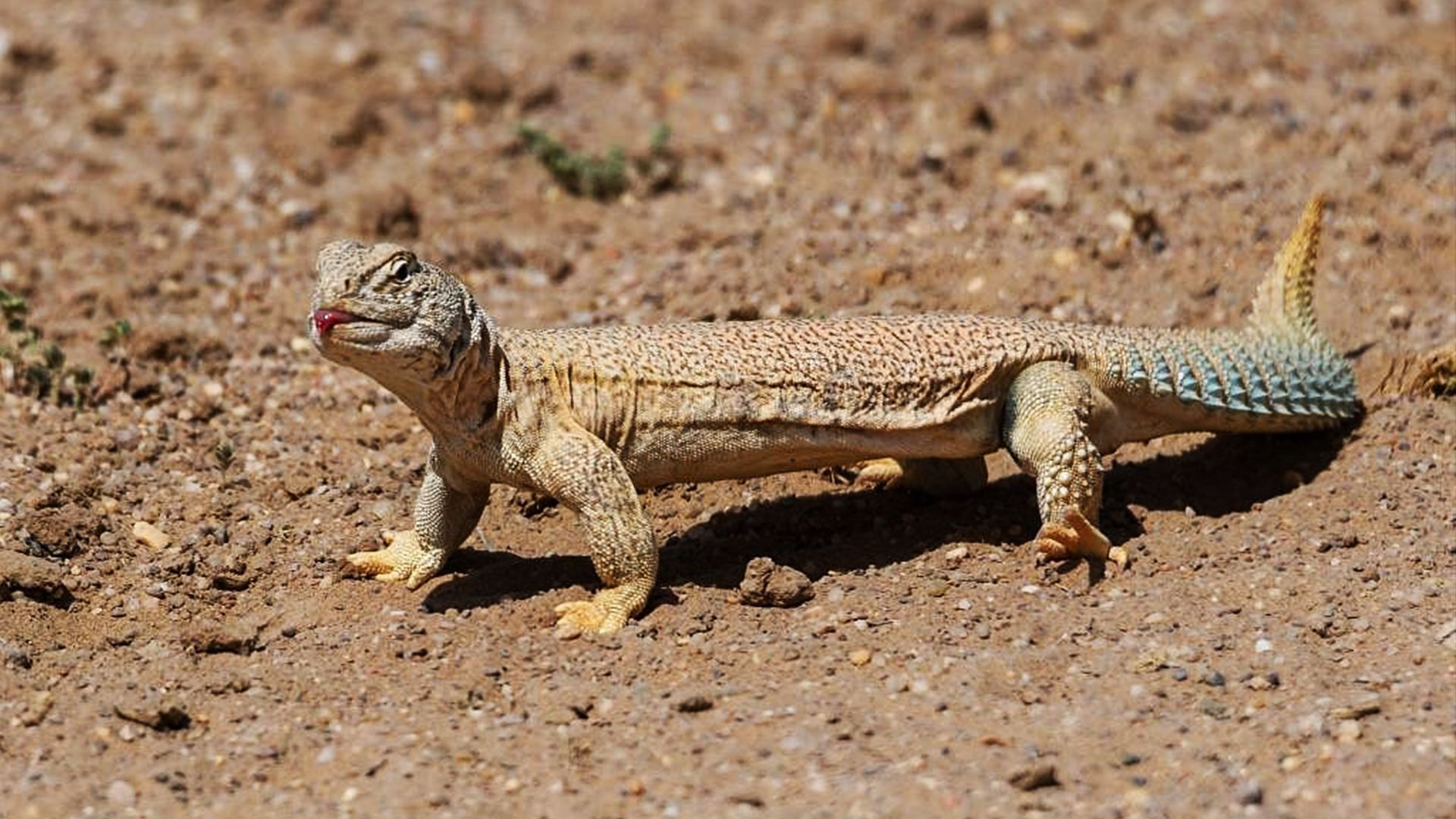 The shanda is not your next street food